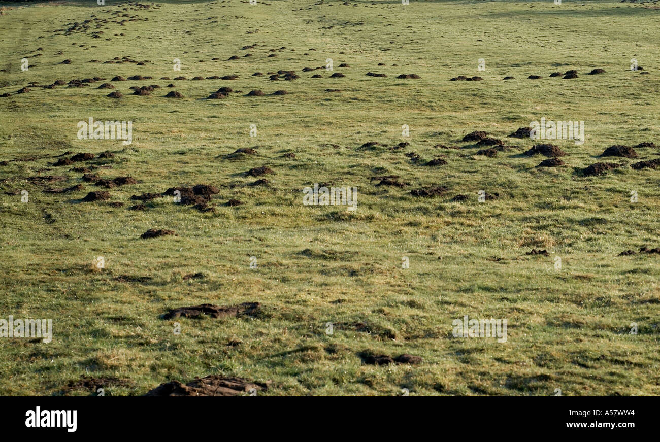 Mole hill molehills tunnel ,damage, moles , garden pest, nuisance ...