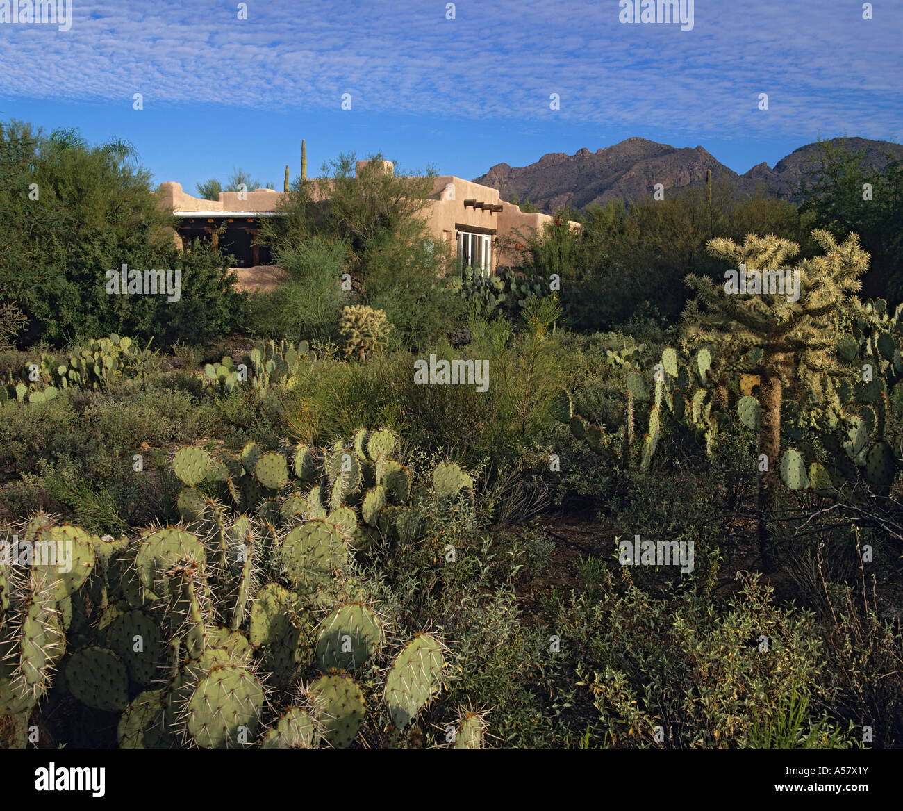 Adobe house and cactus garden near Tucson Arizona USA Stock Photo - Alamy