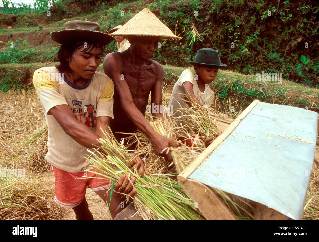 Painet ha2001 3999 men males indonesia threshing rice foot operated ...