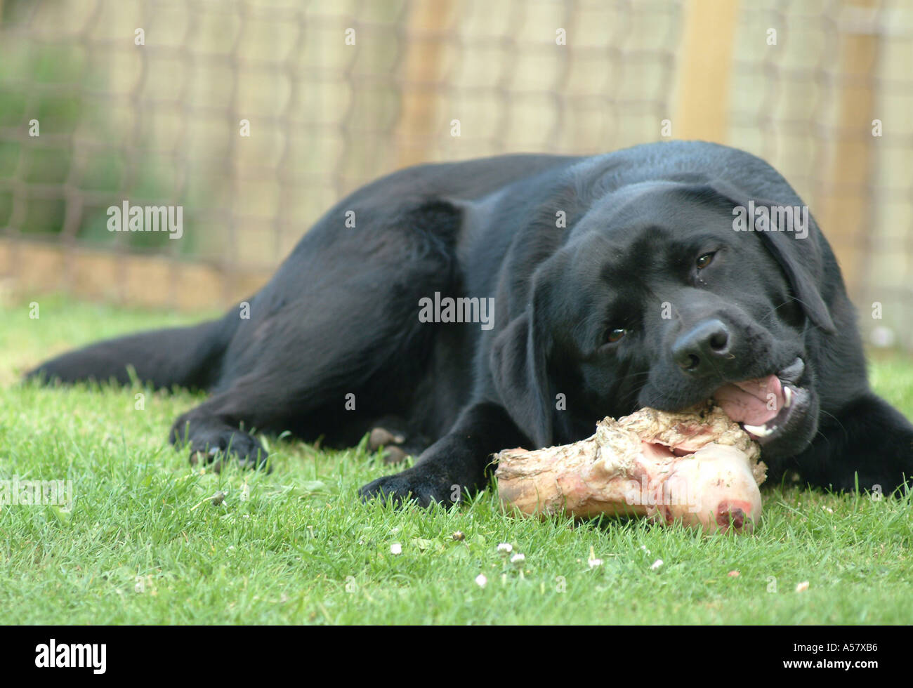 Labrador dog with bone Stock Photo - Alamy
