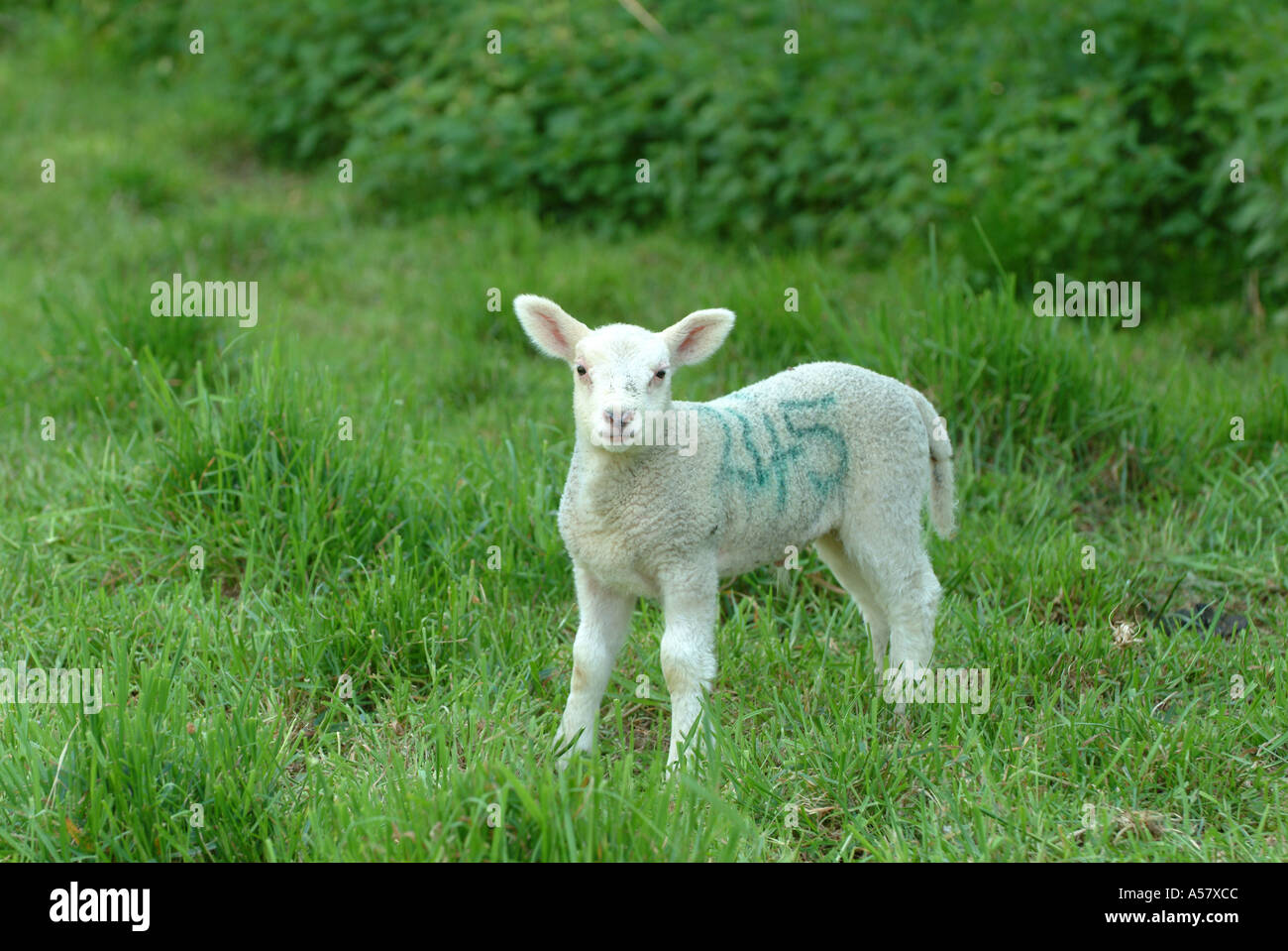 Sheep hook hi-res stock photography and images - Alamy
