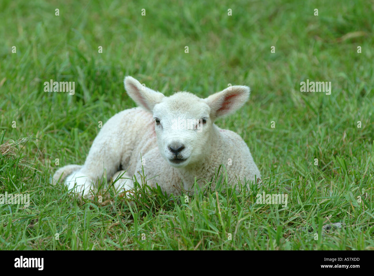 Lamb Hook Norton Oxon Stock Photo - Alamy