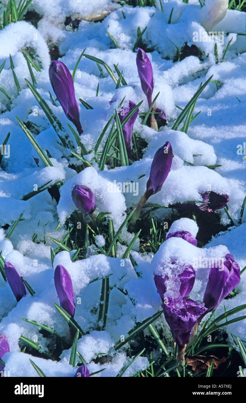 snow and ice on crocus Stock Photo - Alamy