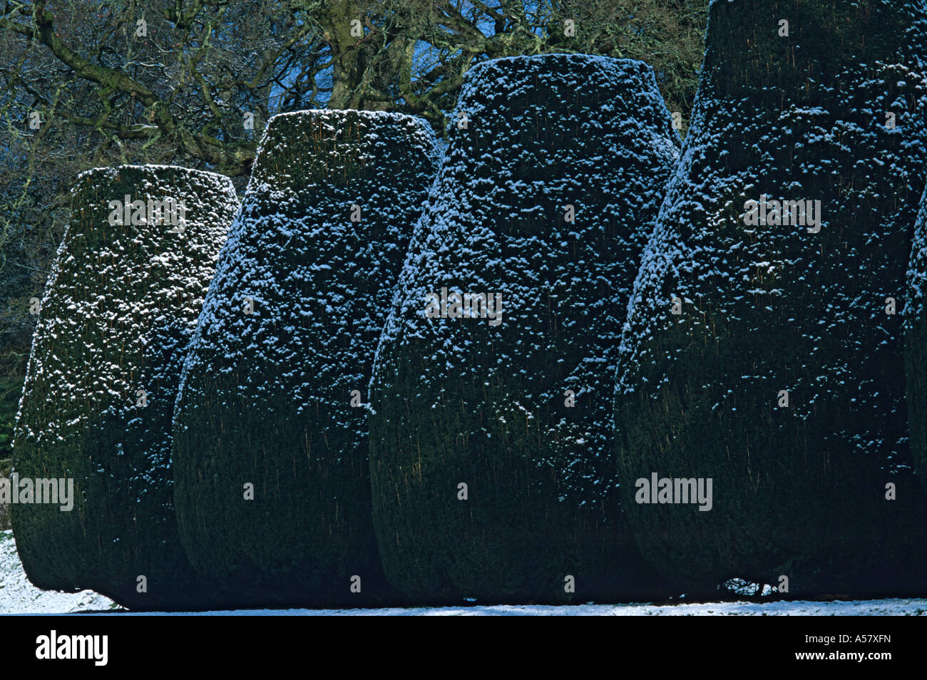 Yew columns at Dartington gardens with frost Devon England Stock Photo ...