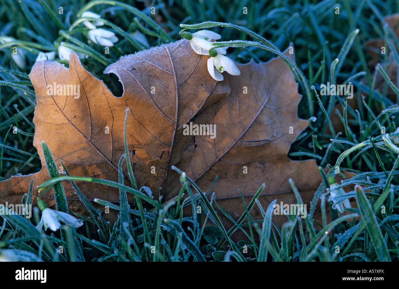 frosty leaf and snow drops Stock Photo - Alamy