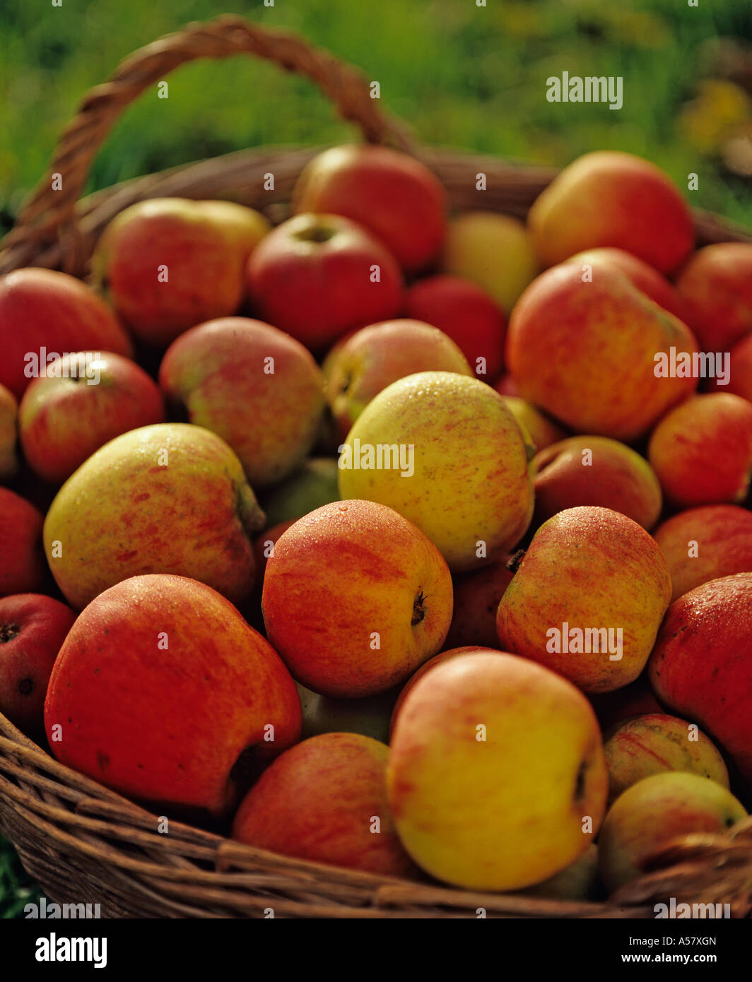 Apples in basket Stock Photo - Alamy