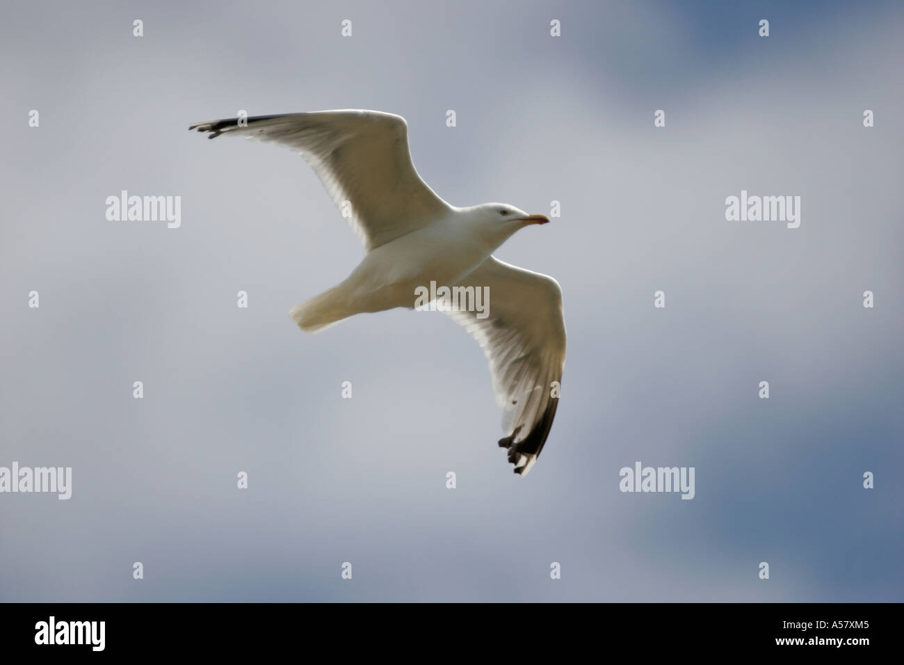 GULL IN FLIGHT Stock Photo - Alamy