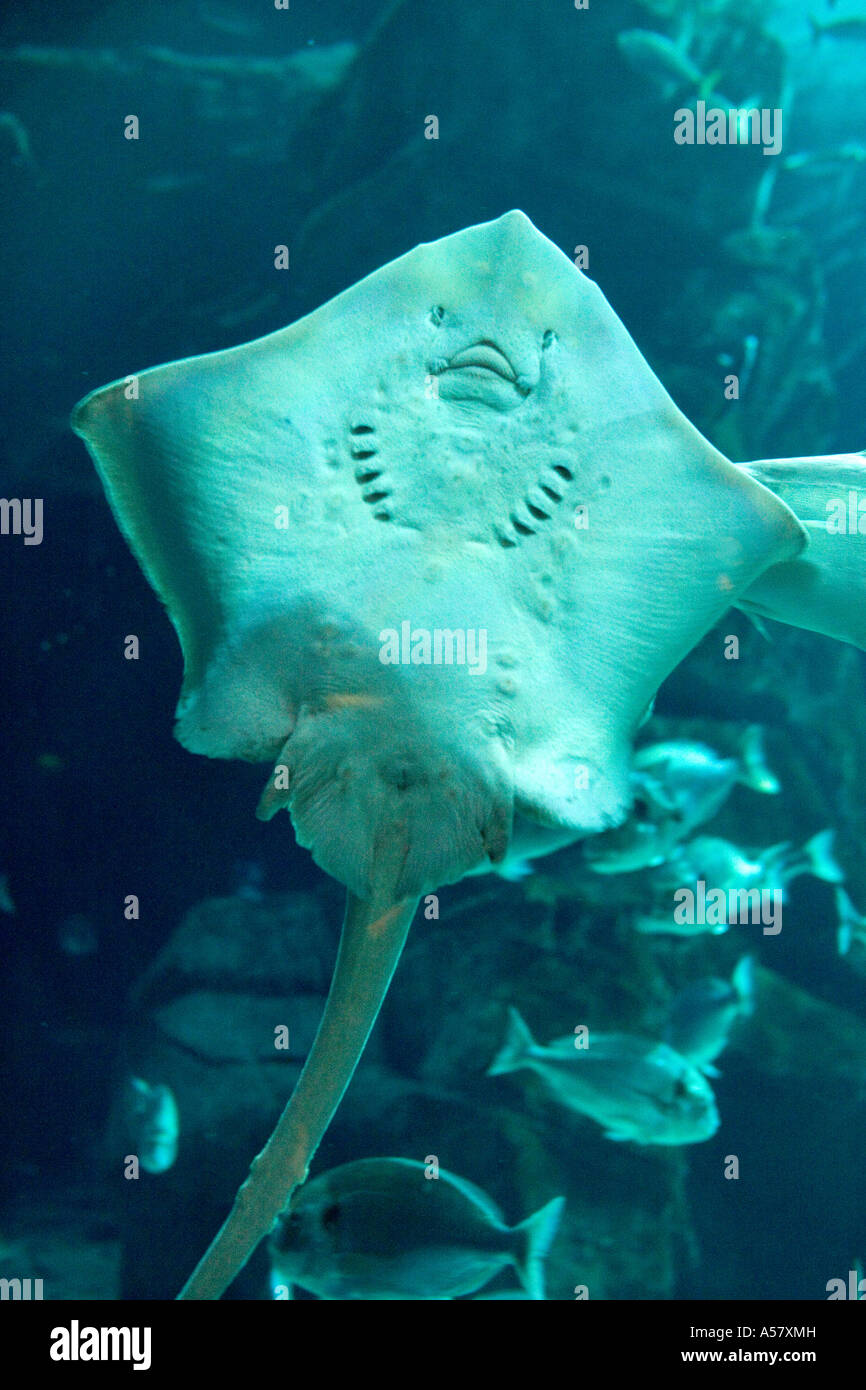 Smiling Stingray Tumblr