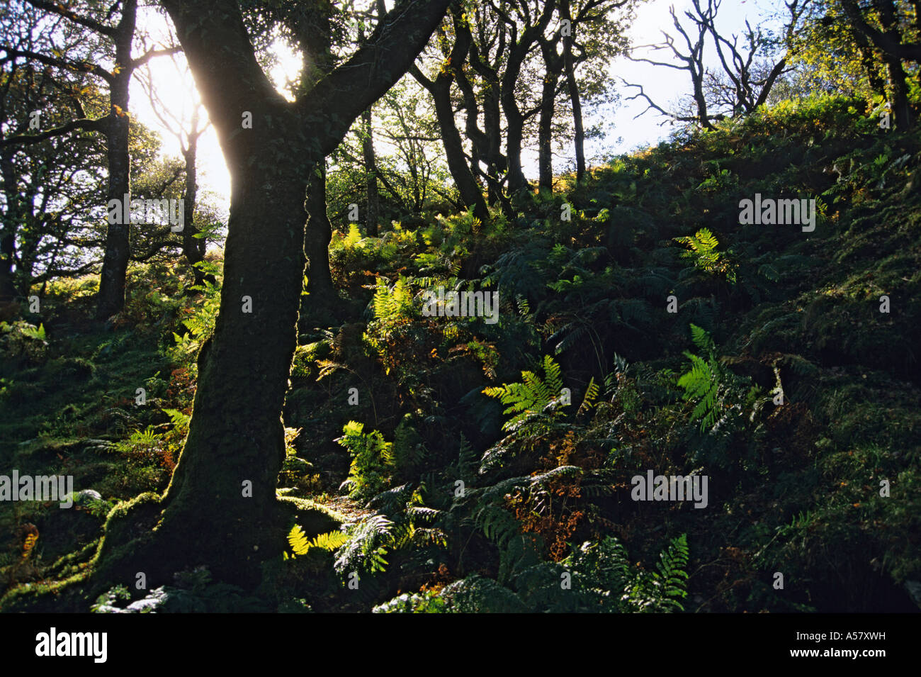 Devon landcape hi-res stock photography and images - Alamy