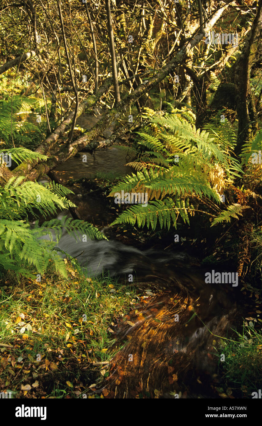 Dartmoor stream Dartmoor National Park Devon England UK Stock Photo - Alamy