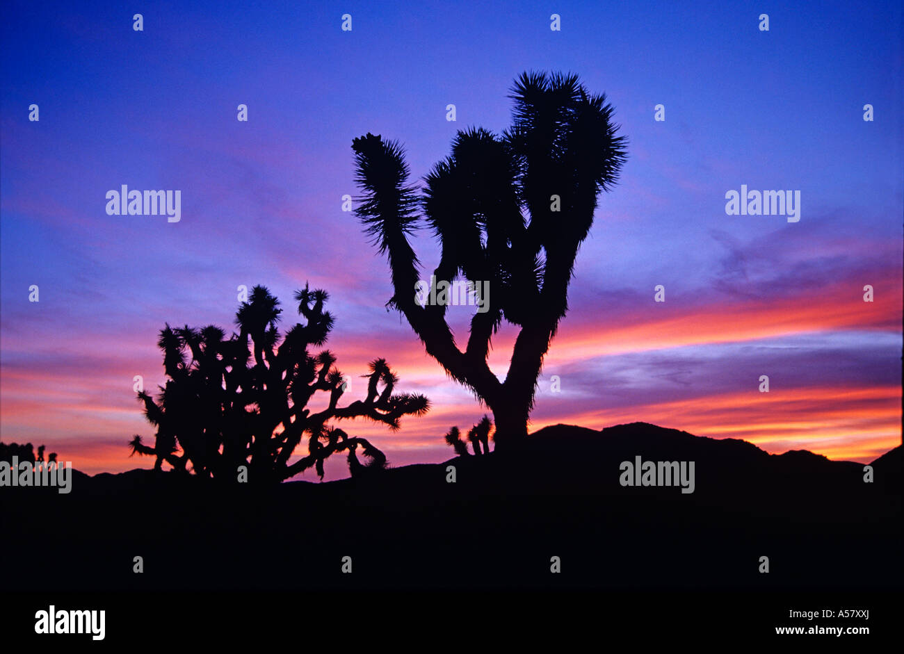 Yucca trees in Joshua Tree National Park California USA Stock Photo - Alamy