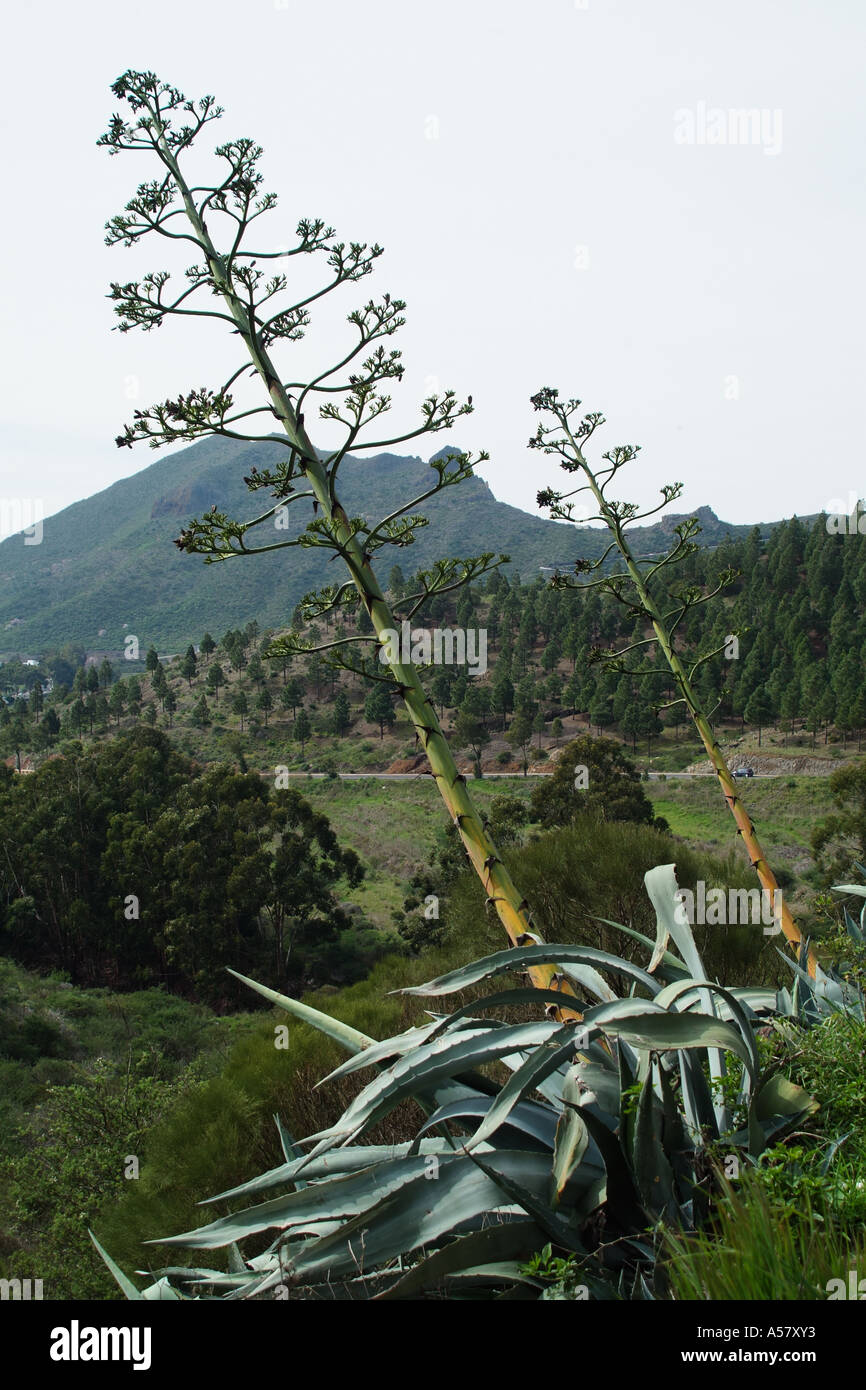 Sisal trees leaning on mountainside Tenerife Canary Islands Spain Stock ...