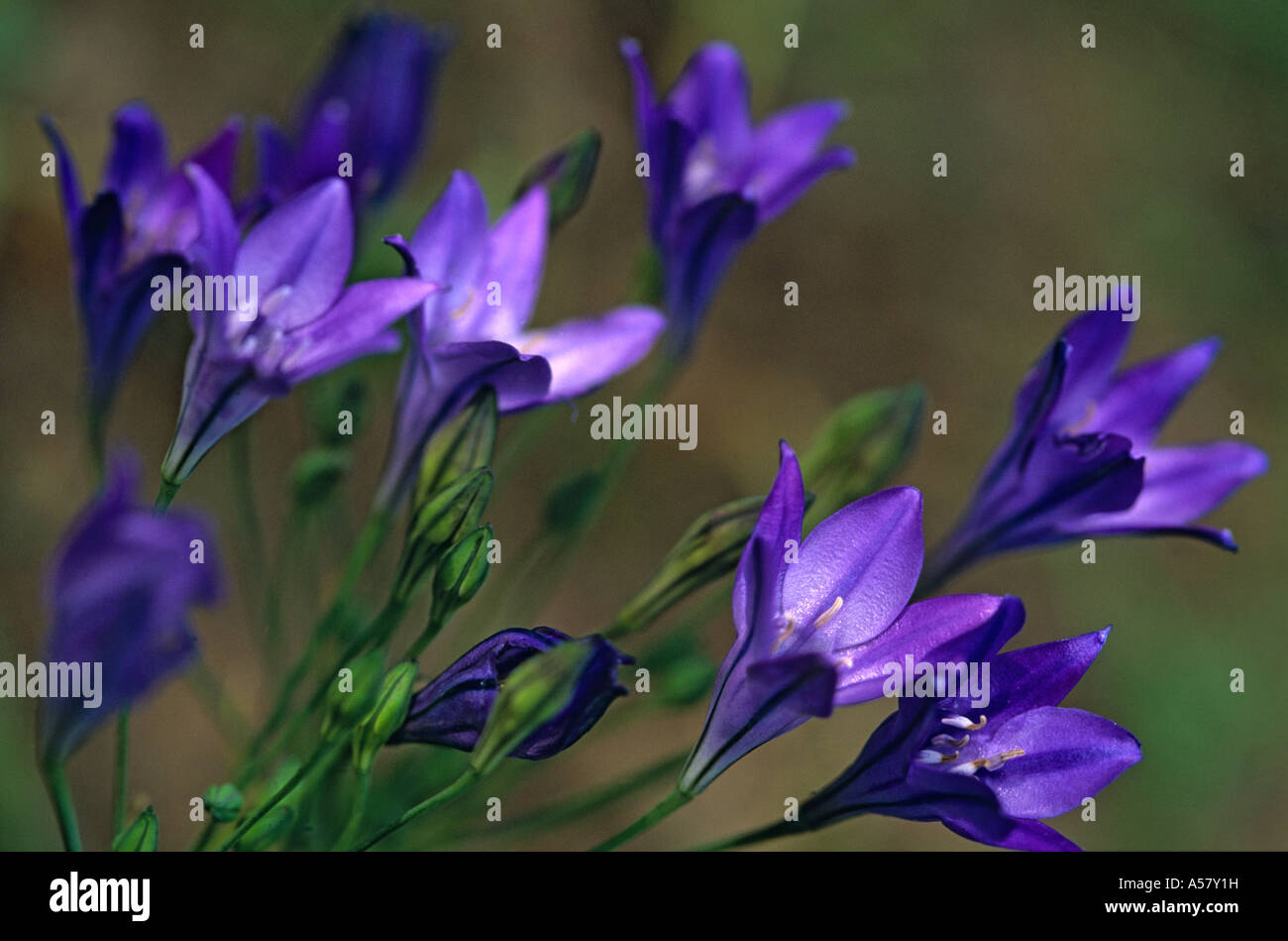 Triteleia Queen Fabiola Stock Photo - Alamy