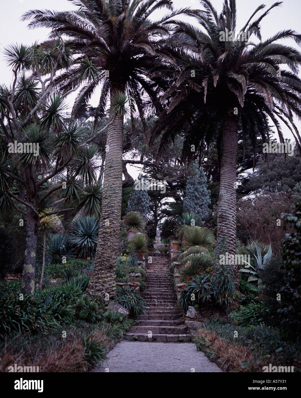Cornish Palm Trees High Resolution Stock Photography and Images - Alamy