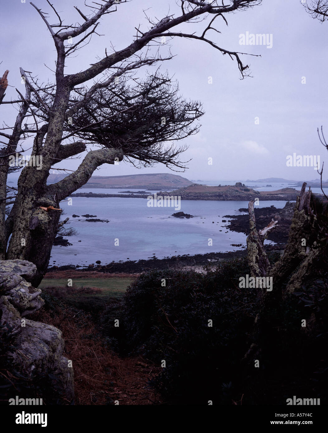 Windswept tree on coastal path Tresco Isles of Scilly Cornwall UK Stock ...
