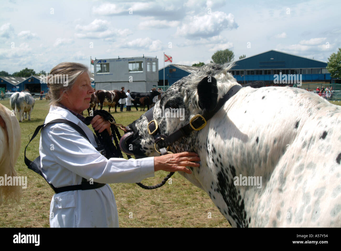 Belgian blue cow hi-res stock photography and images - Alamy