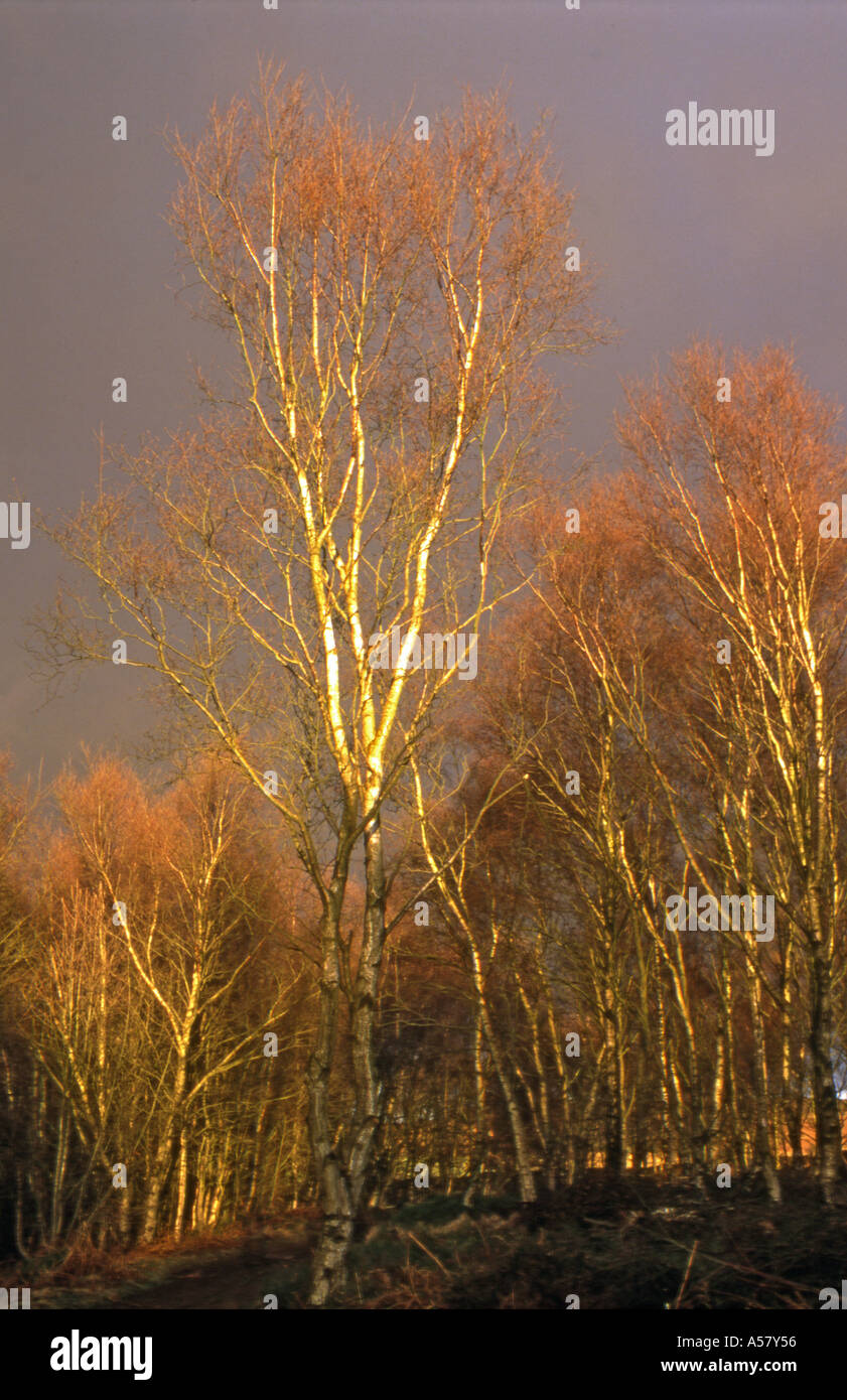 SILVER BIRCH TREE IN GOLDEN SUNLIGHT Stock Photo - Alamy