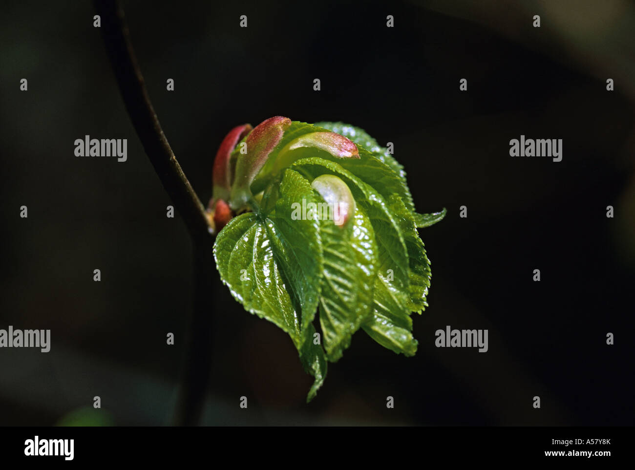 Leaf forming out of breaking lime bud Stock Photo - Alamy