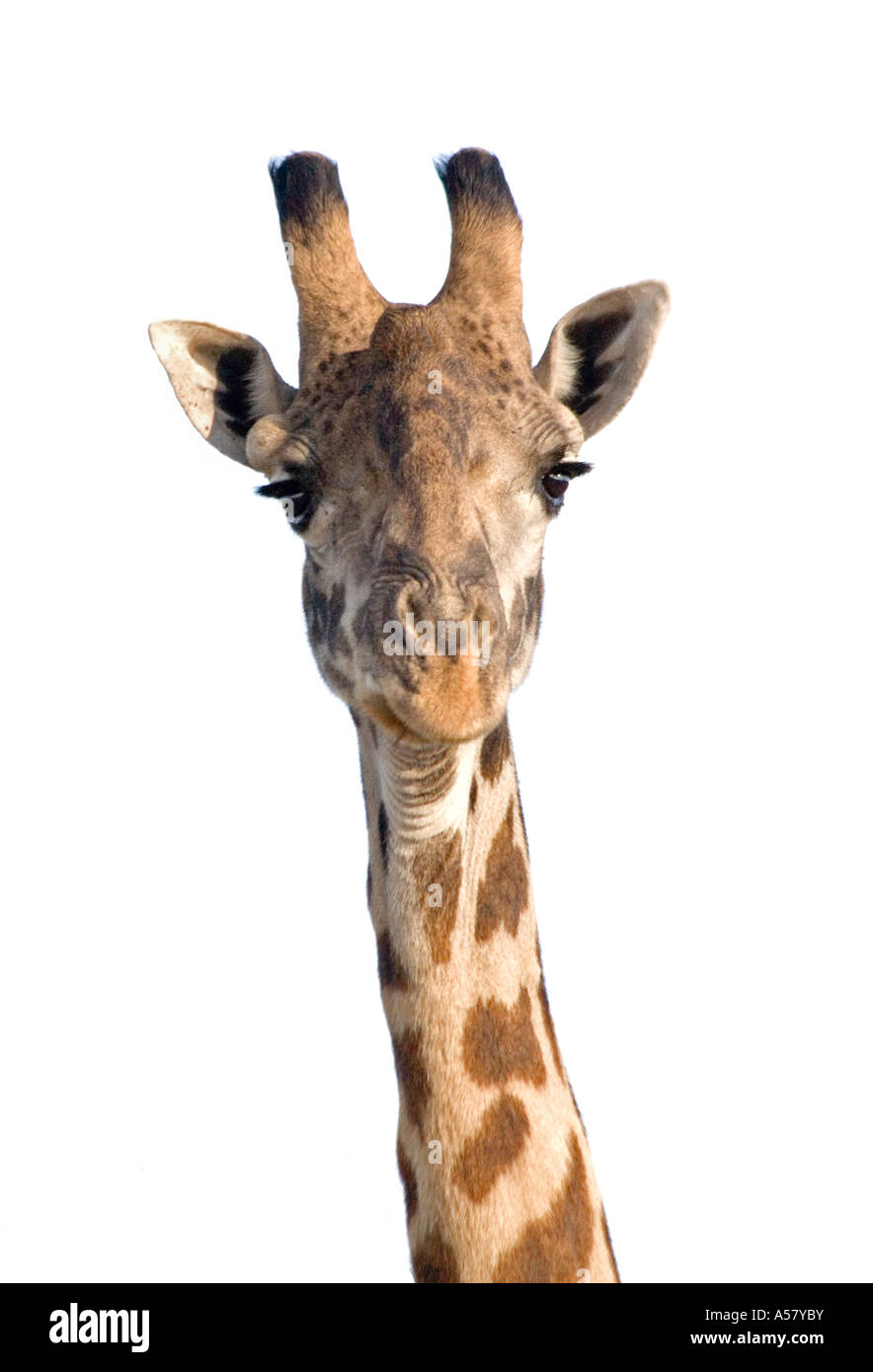 Cutout cut out cut out outs hi-res stock photography and images - Alamy