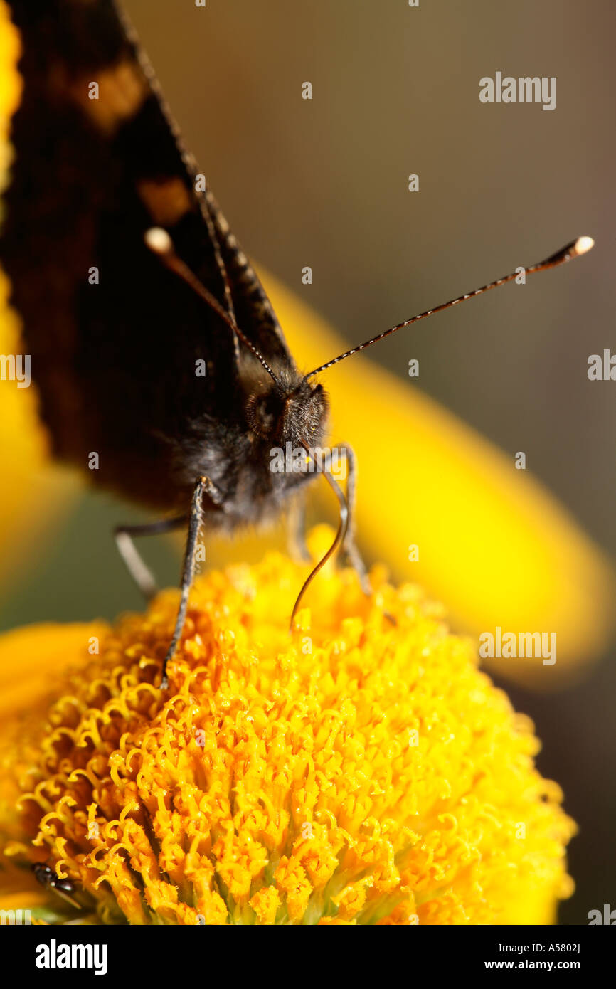 Small tortoise shell butterfly Nymphalis urticae Stock Photo - Alamy
