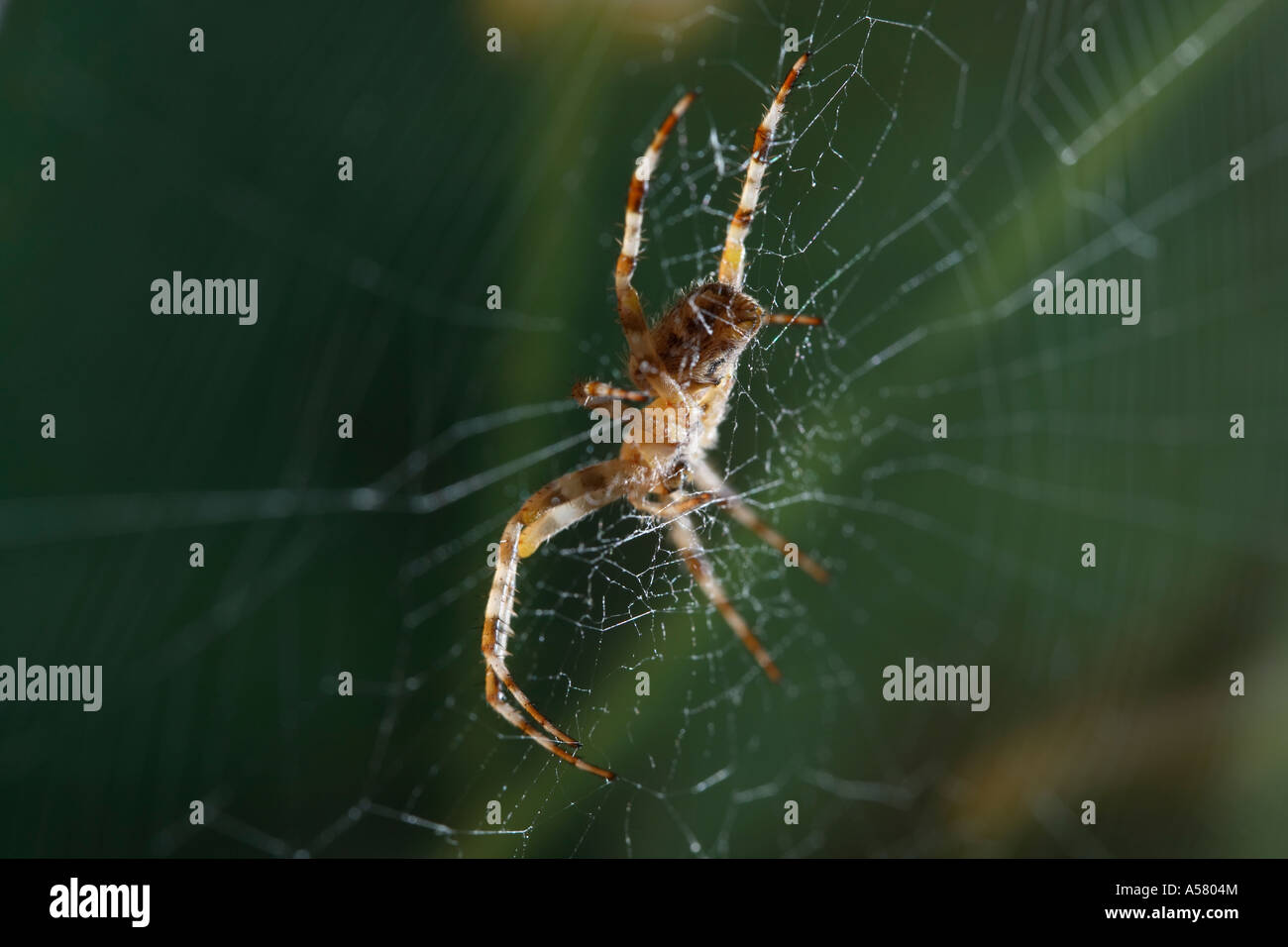 The European garden spider Araneus diadematus cross spider Stock Photo ...