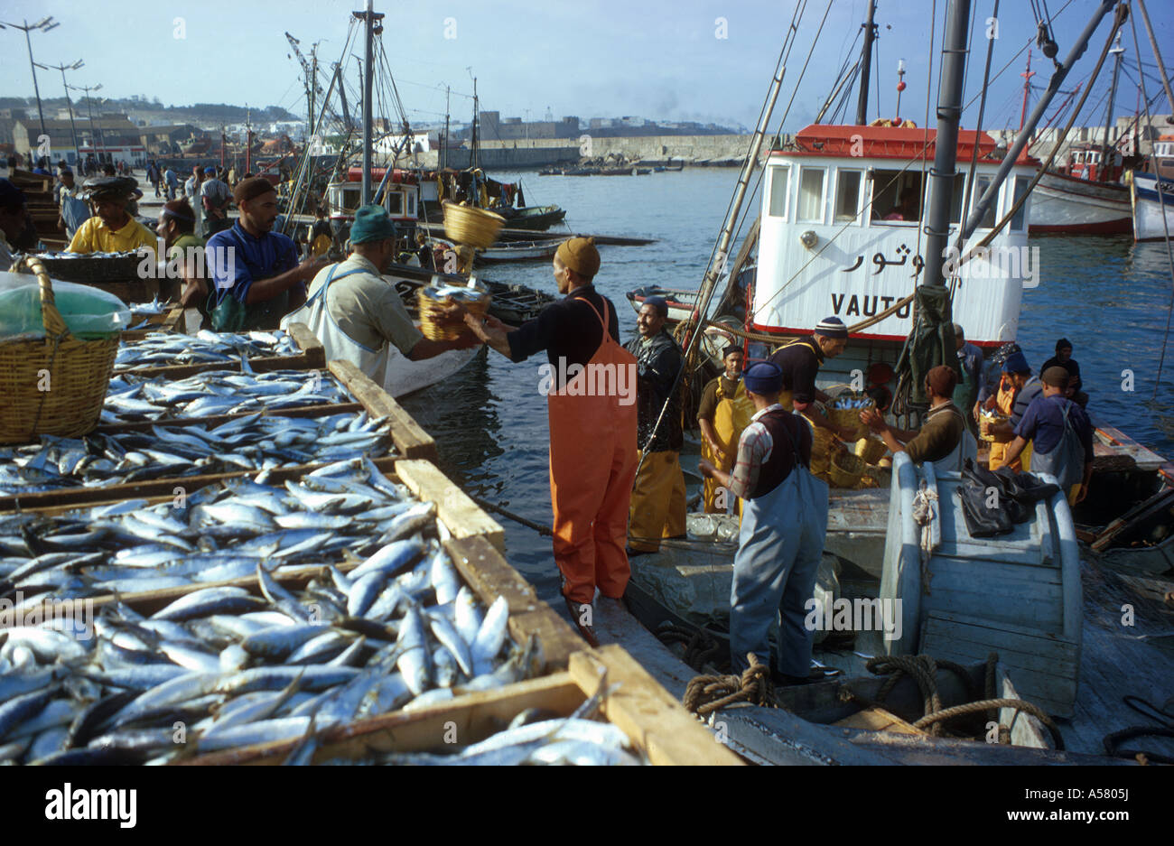 Painet ha2125 4260 morocco fishermen unloading sardine harvest safi ...