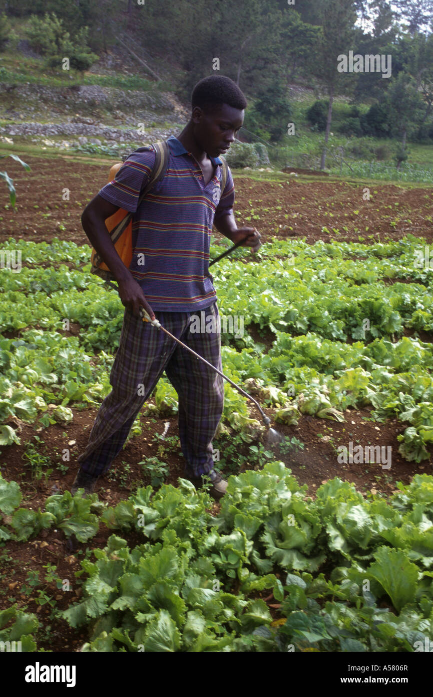 Painet ha2128 4267 haiti man spraying lettuce insecticide port au ...