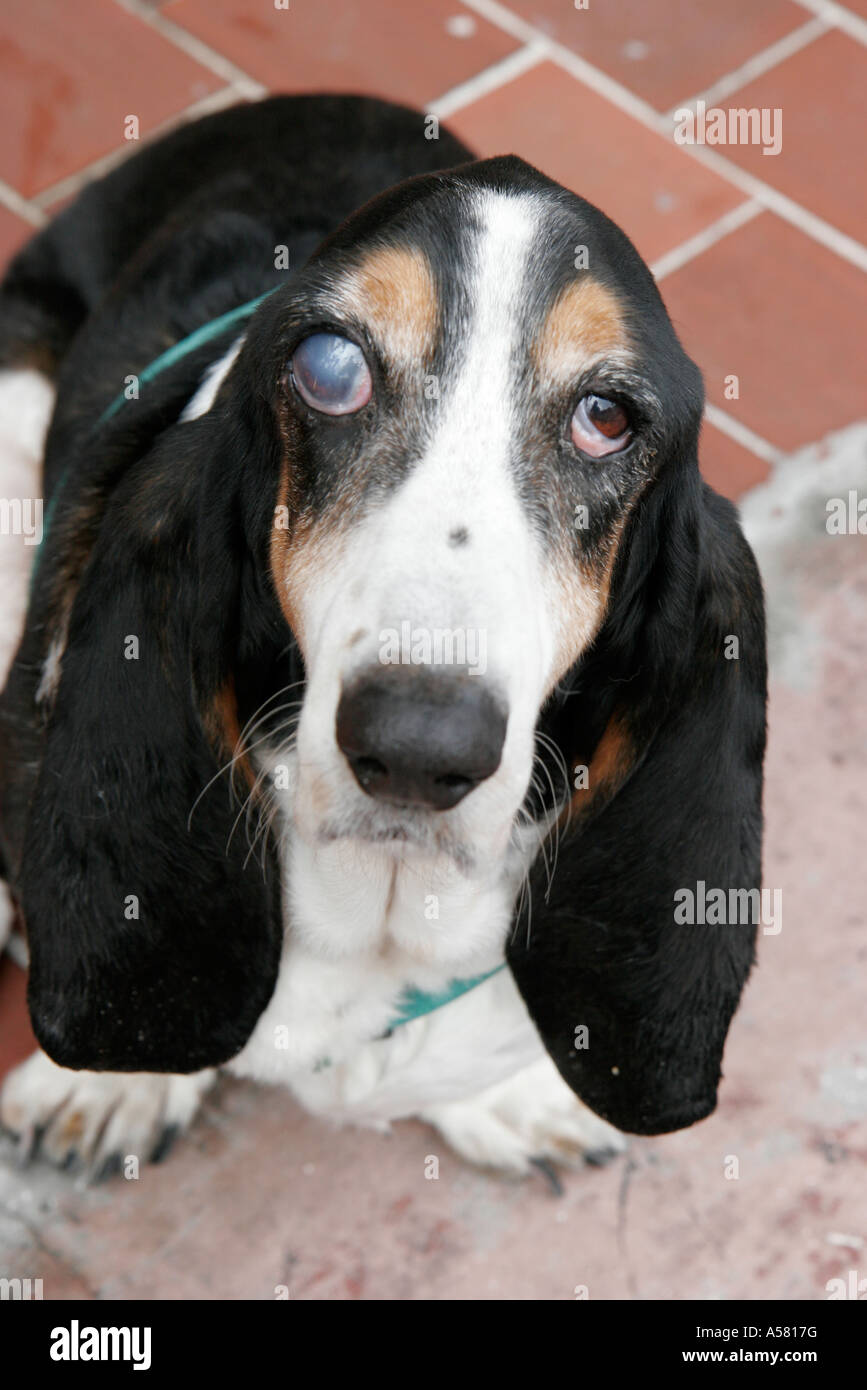 Miami Beach Florida,basset hound,glaucoma,right eye,dog dogs,pet pets ...