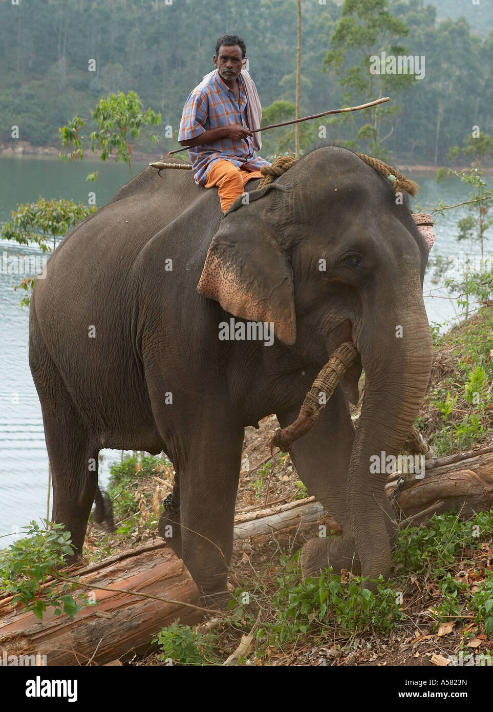 Working elephant on a tea plantation Stock Photo - Alamy