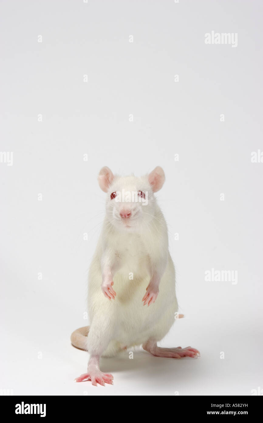 Lab rat hi-res stock photography and images - Alamy