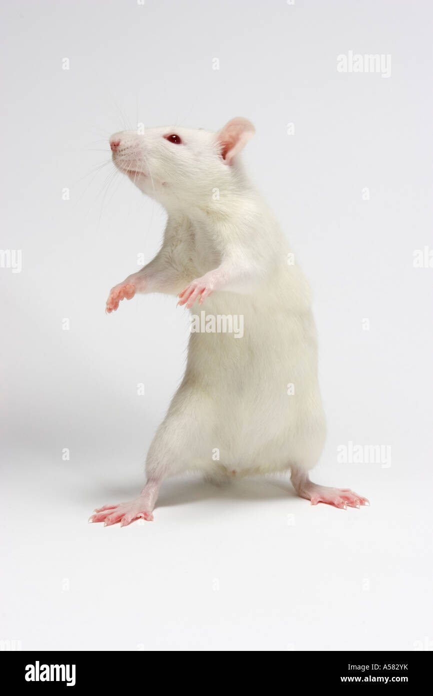 Albino ratte hi-res stock photography and images - Alamy