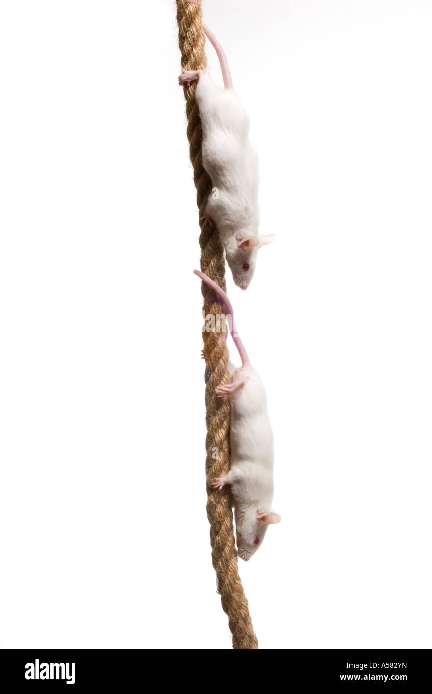 Albino white mouse hi-res stock photography and images - Alamy