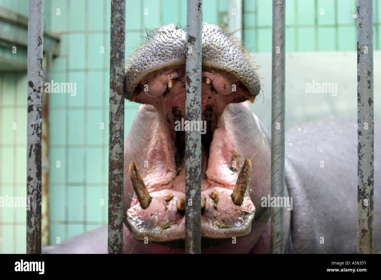 Zoo of frankfurt zoo hi-res stock photography and images - Alamy