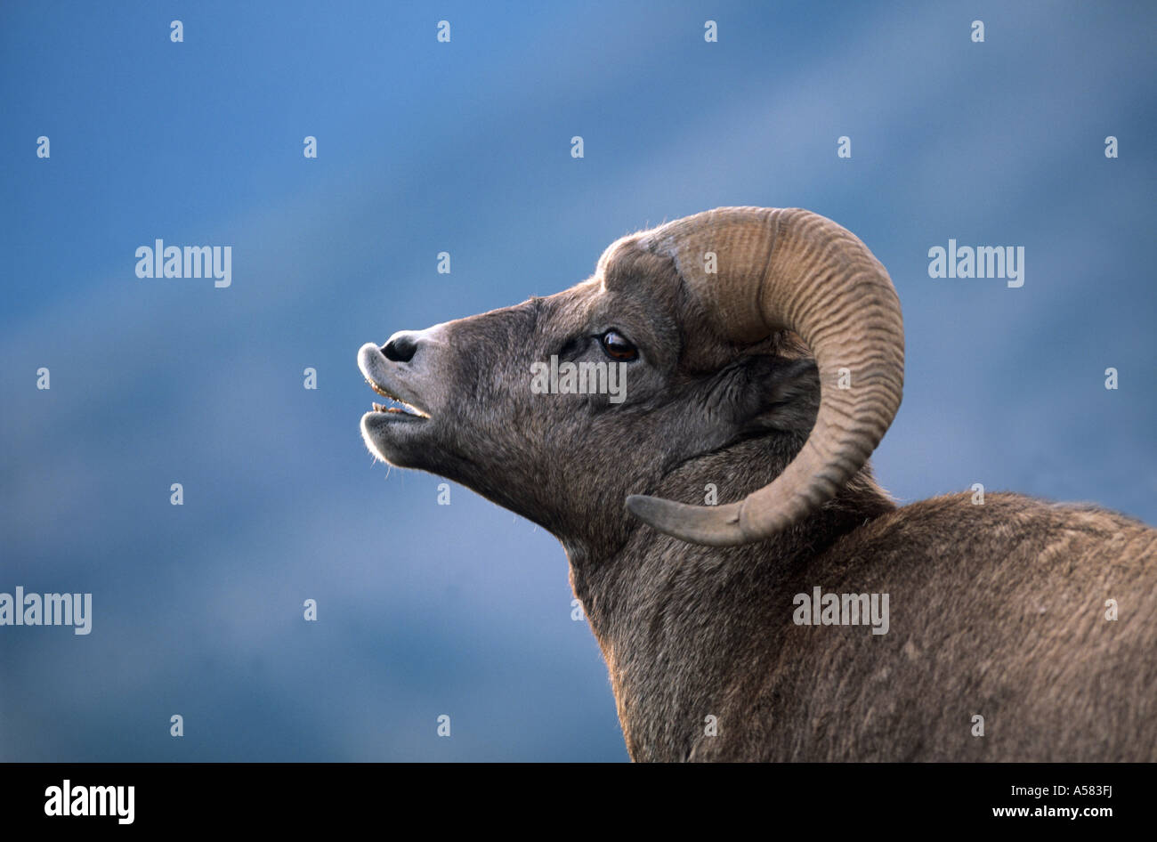 Flaming Bighorn Sheep (Ovis canadensis) Jasper Nationalpark, Alberta ...