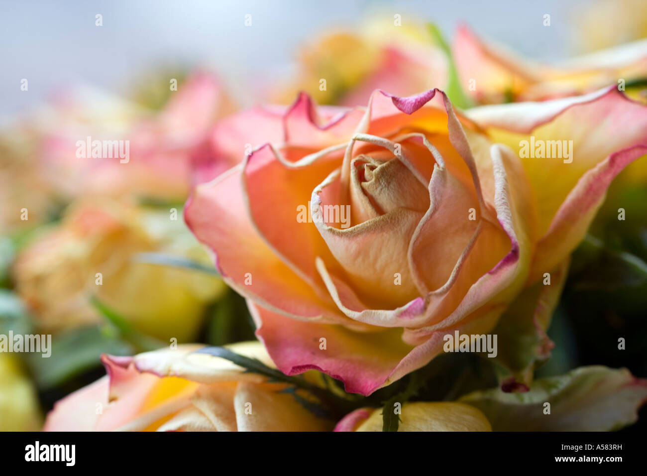 Detail farbe hi-res stock photography and images - Alamy