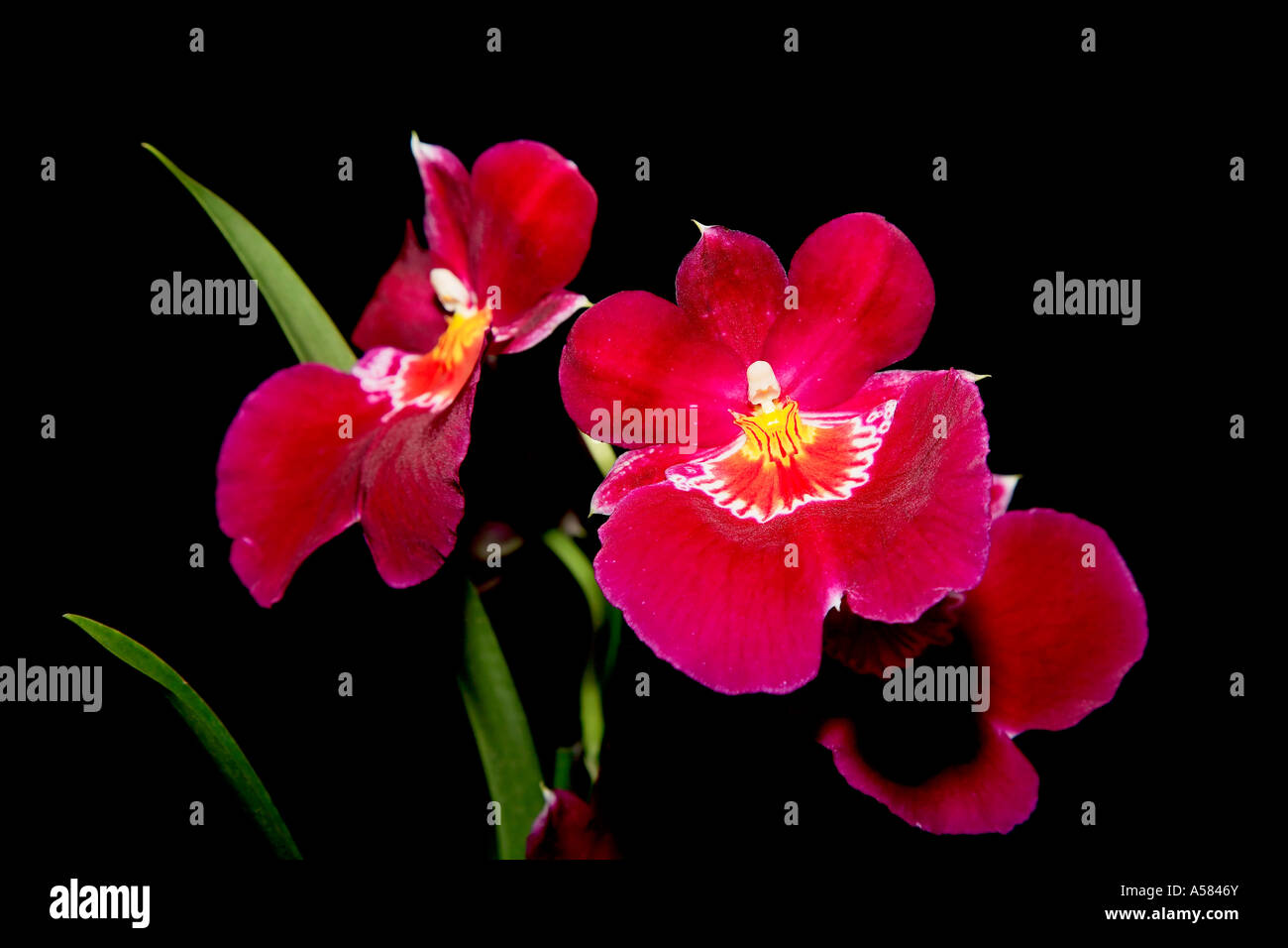 Blossoms of Miltonia hybrid orchids Stock Photo - Alamy