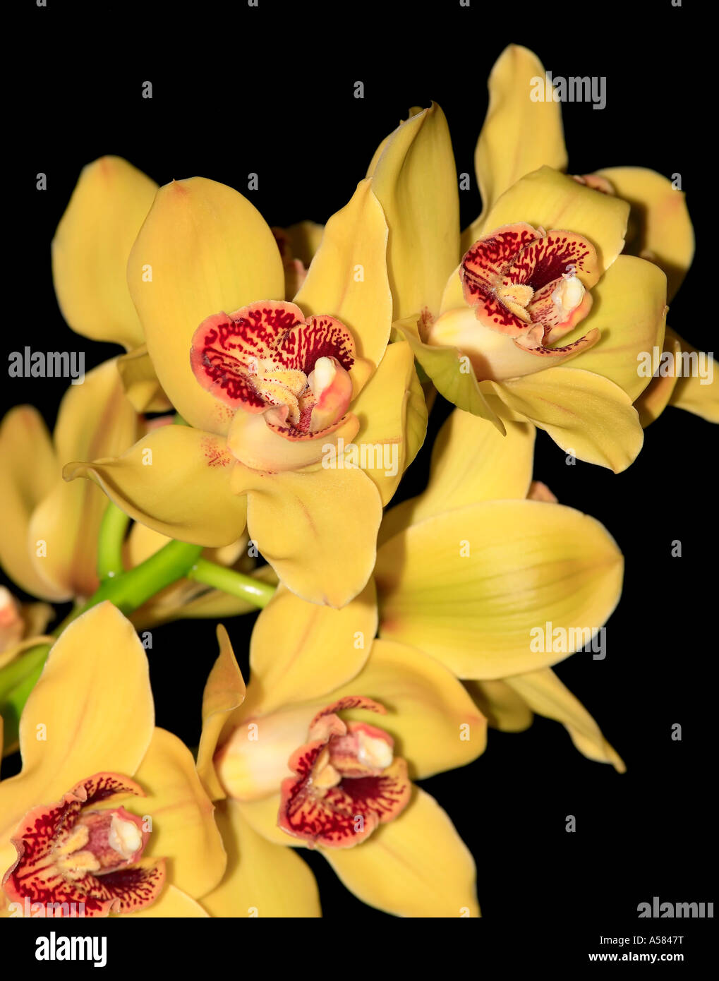 Gelbes cymbidium hi-res stock photography and images - Alamy