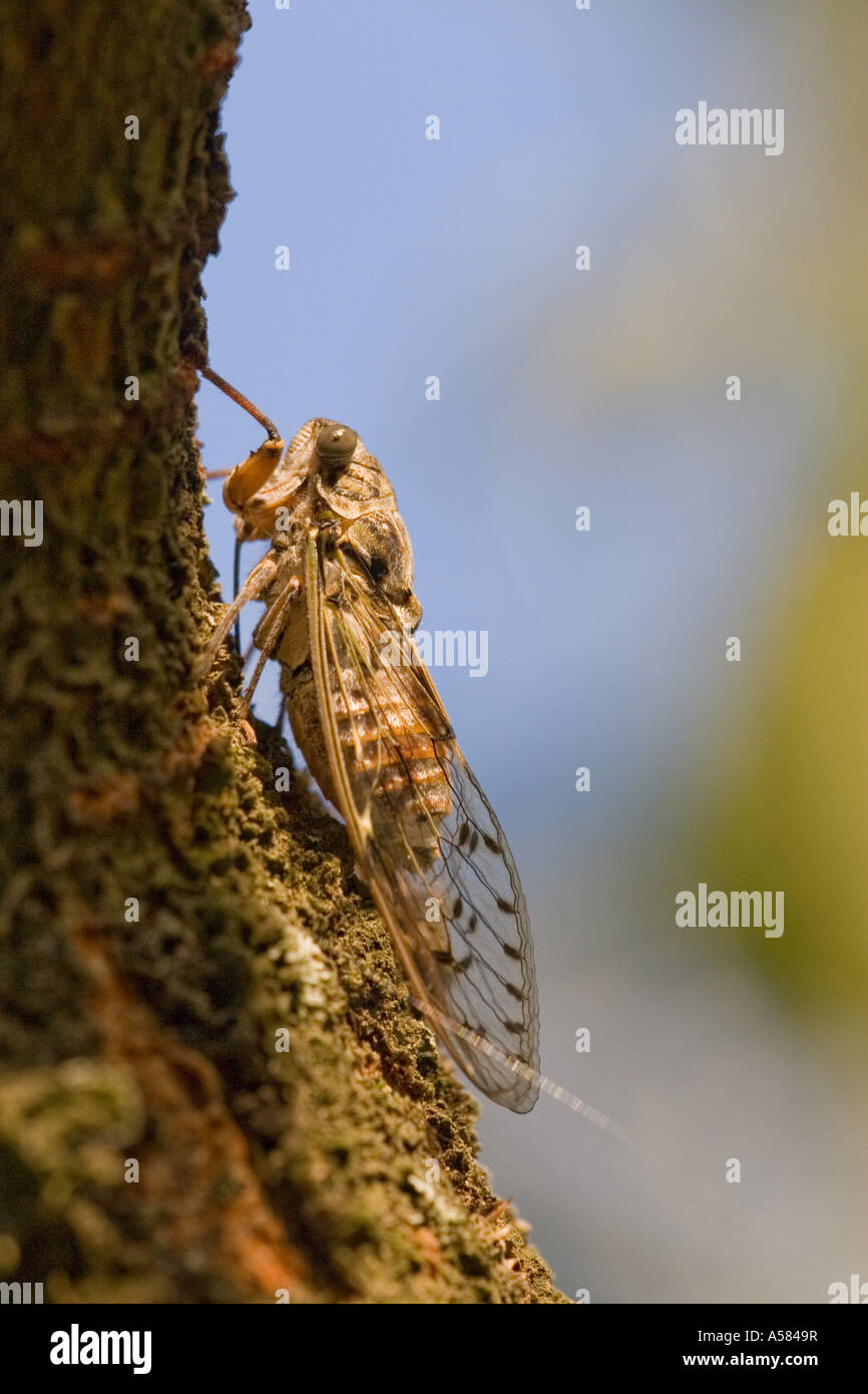 Cicadidae hi-res stock photography and images - Alamy