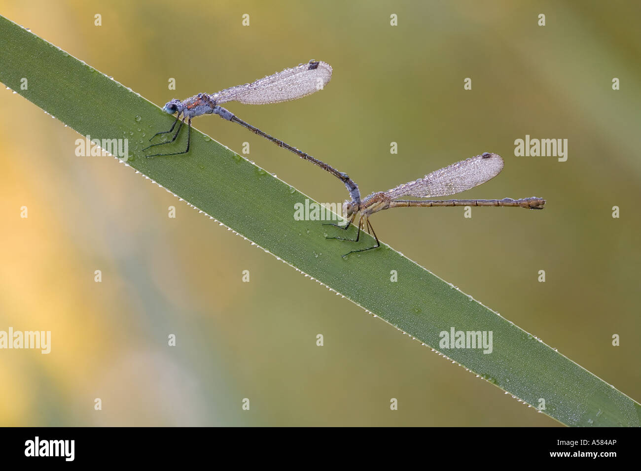 Emerald Damselfly (Lestes sponsa Stock Photo - Alamy
