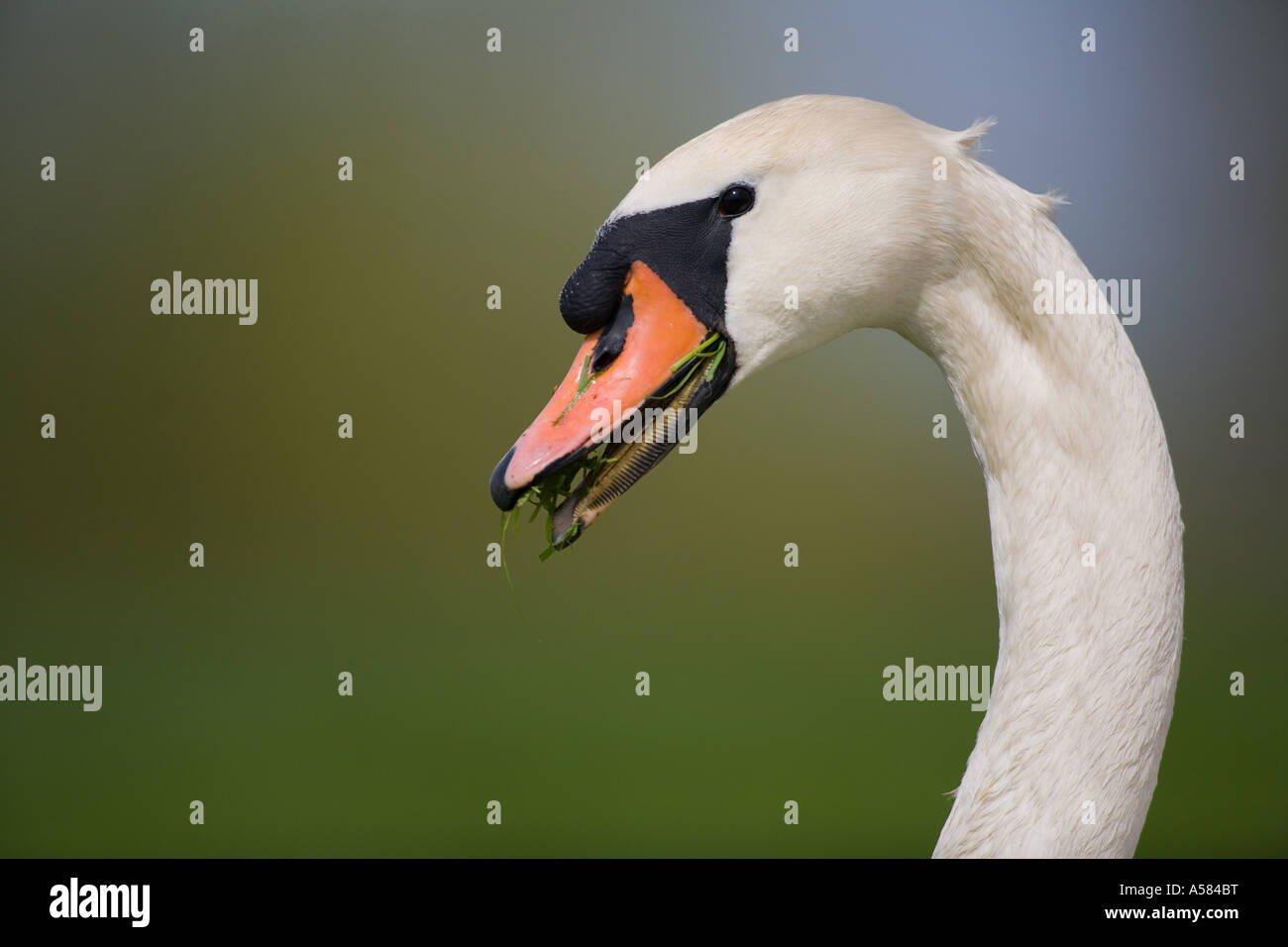 Swan Eating Grass (Cygnus olor Stock Photo - Alamy