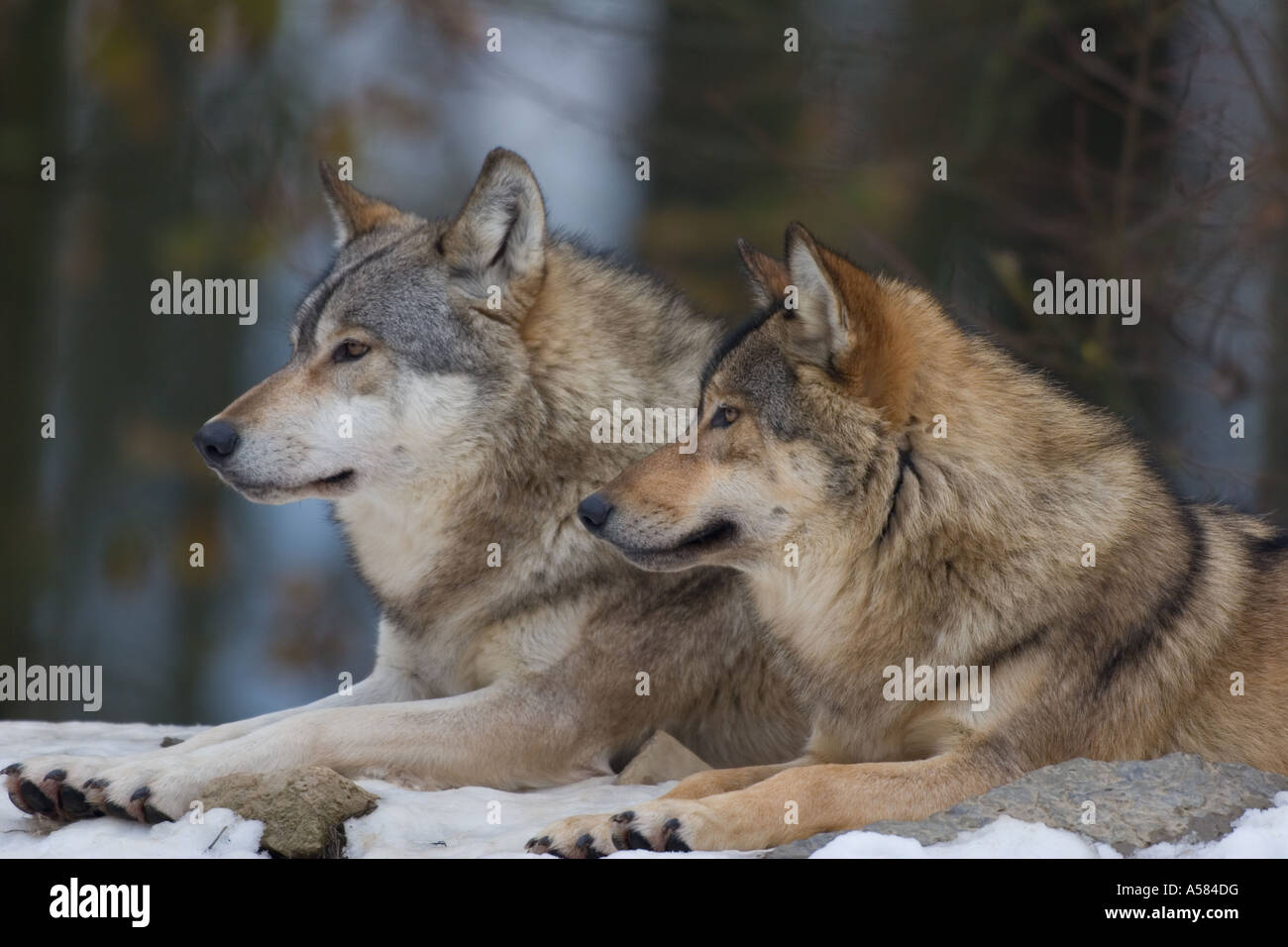 Two wolfs hi-res stock photography and images - Alamy