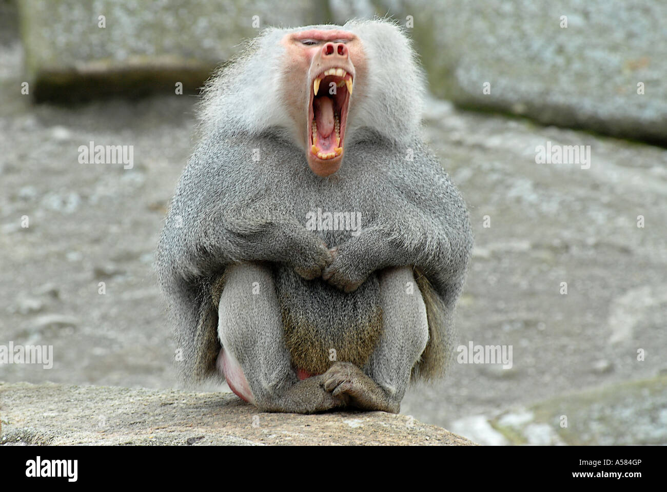Hamadryas baboon yawns papio hamadryas hi-res stock photography and ...