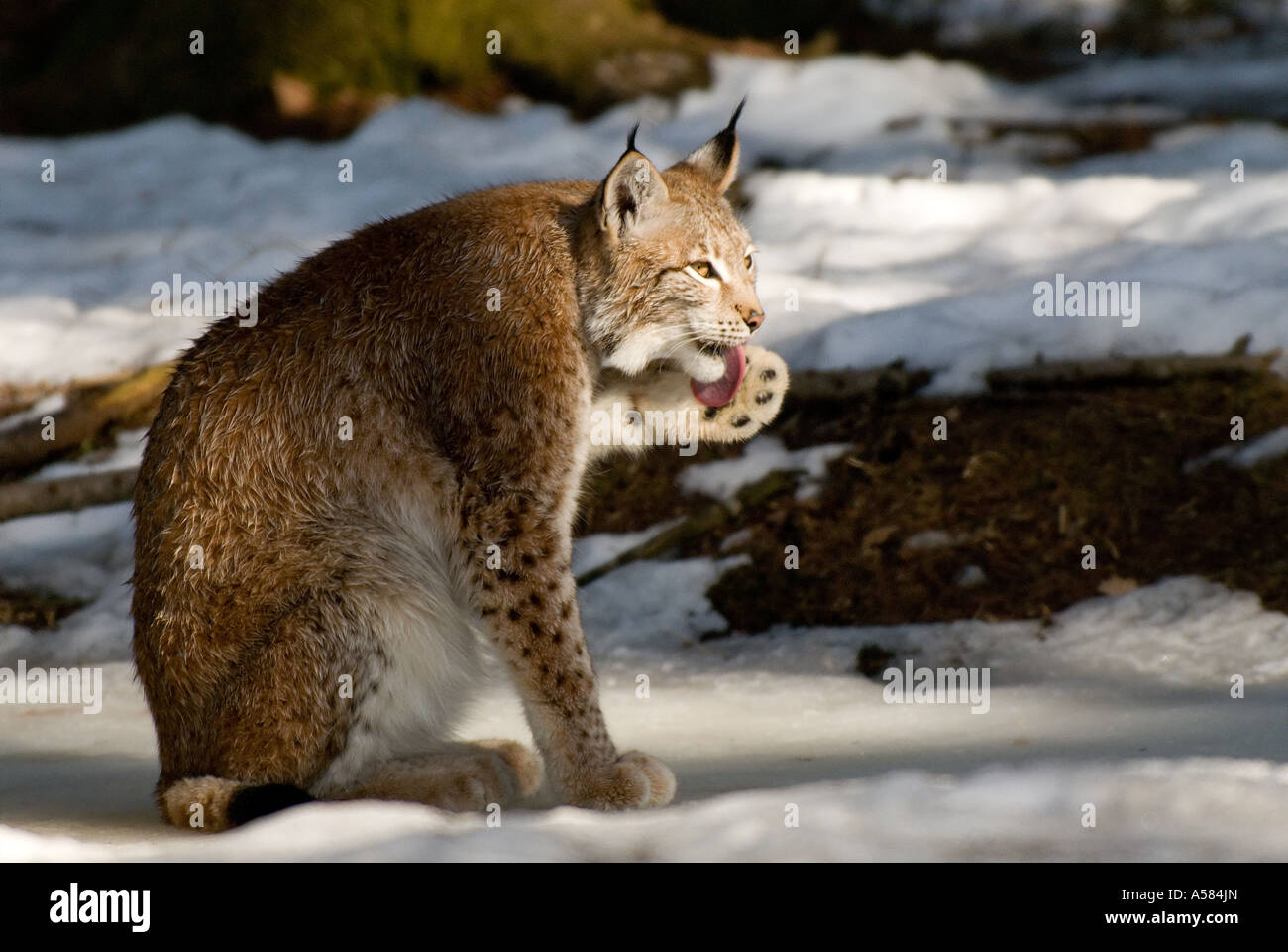 Eurasian lynx paw hi-res stock photography and images - Alamy