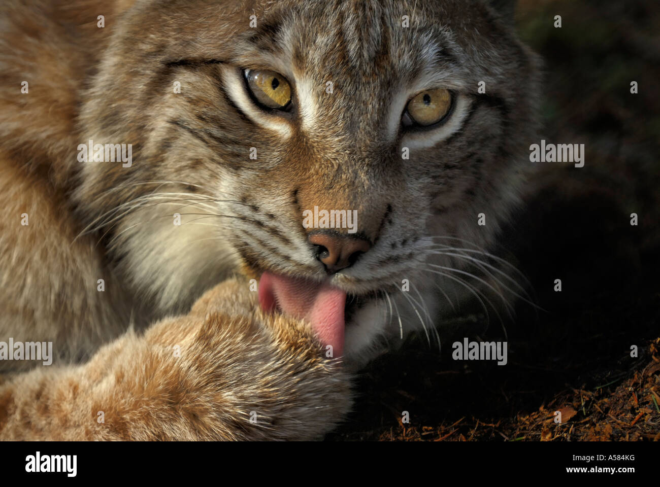 Front lynx hi-res stock photography and images - Alamy