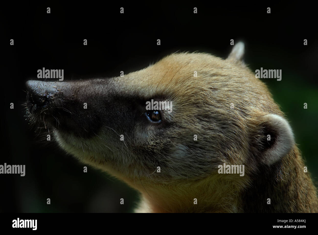 Mammal coatimundi hi-res stock photography and images - Alamy