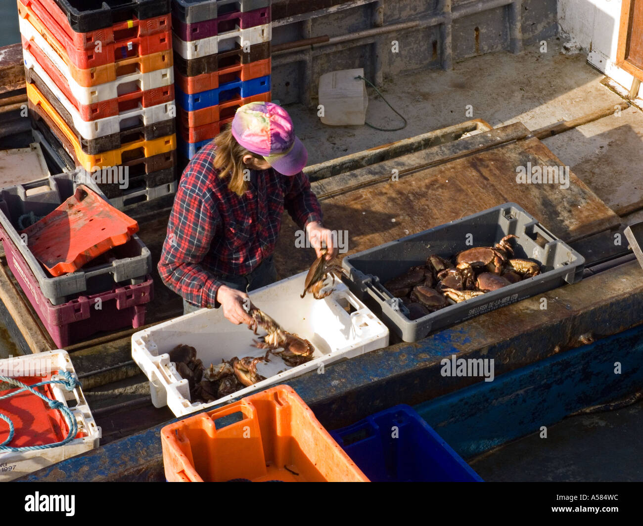 Ocean harvest catch marine crabs crustaceans shellfish fish fisherman ...