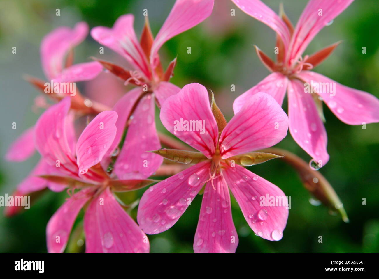 Detail close up of a flower of hunging geranium with water drops rain ...