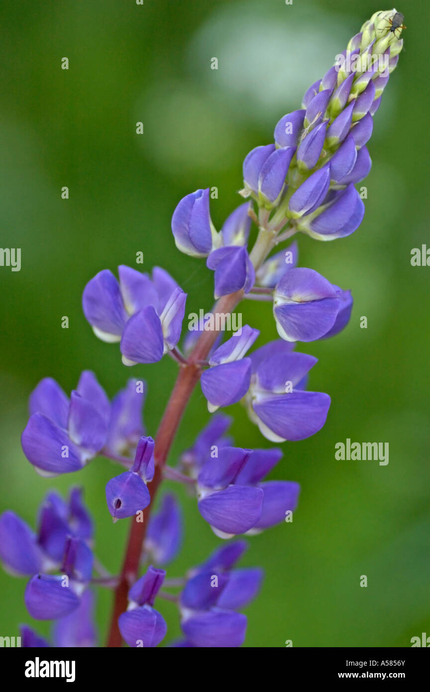 Flower of a Lupinus polyphyllus lupin Stock Photo - Alamy