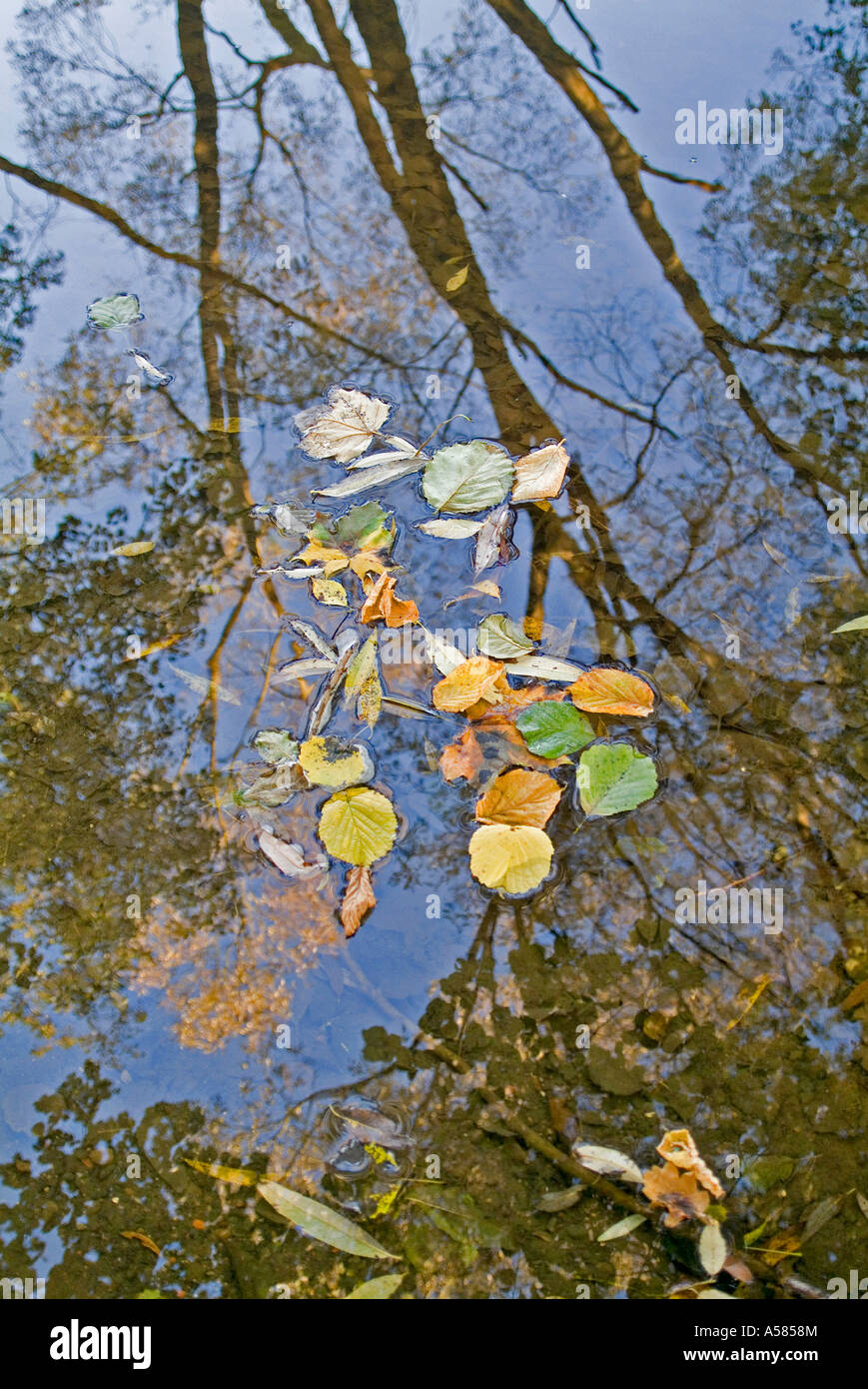 Reflection of a tree in a puddle with swimming autumn leaves Stock ...
