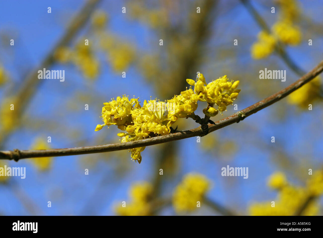 Cornus mas shrub not bloom hi-res stock photography and images - Alamy